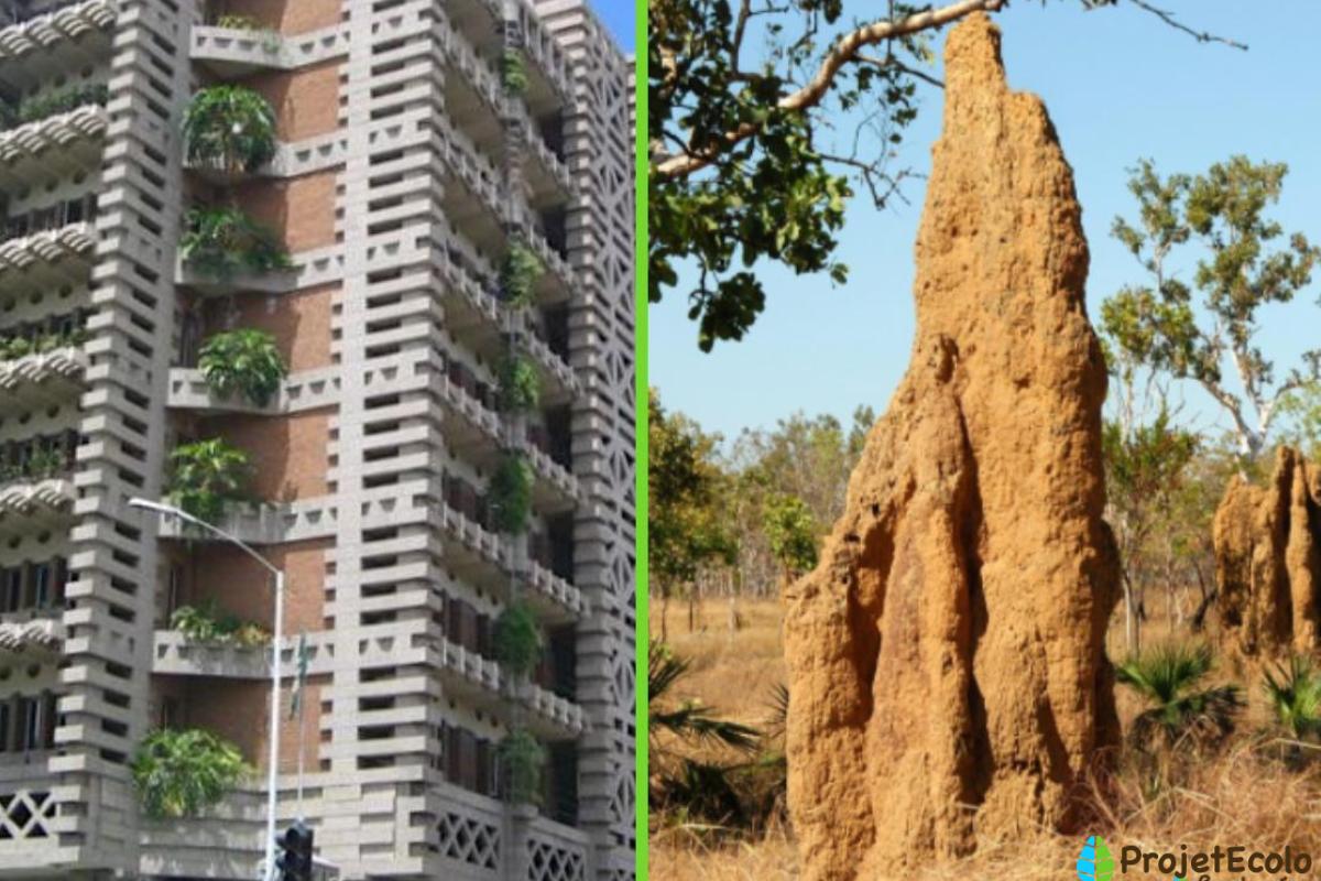 Biomimétisme : Définition et exemples