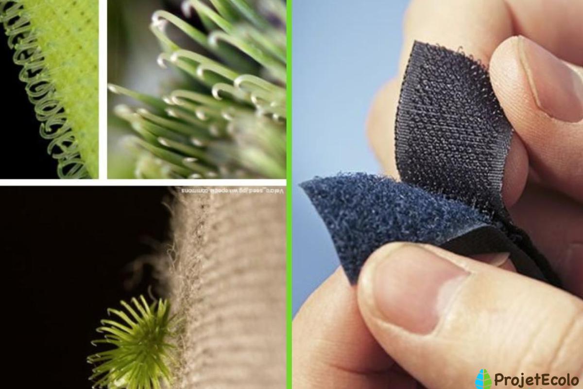 Biomimétisme : Définition et exemples