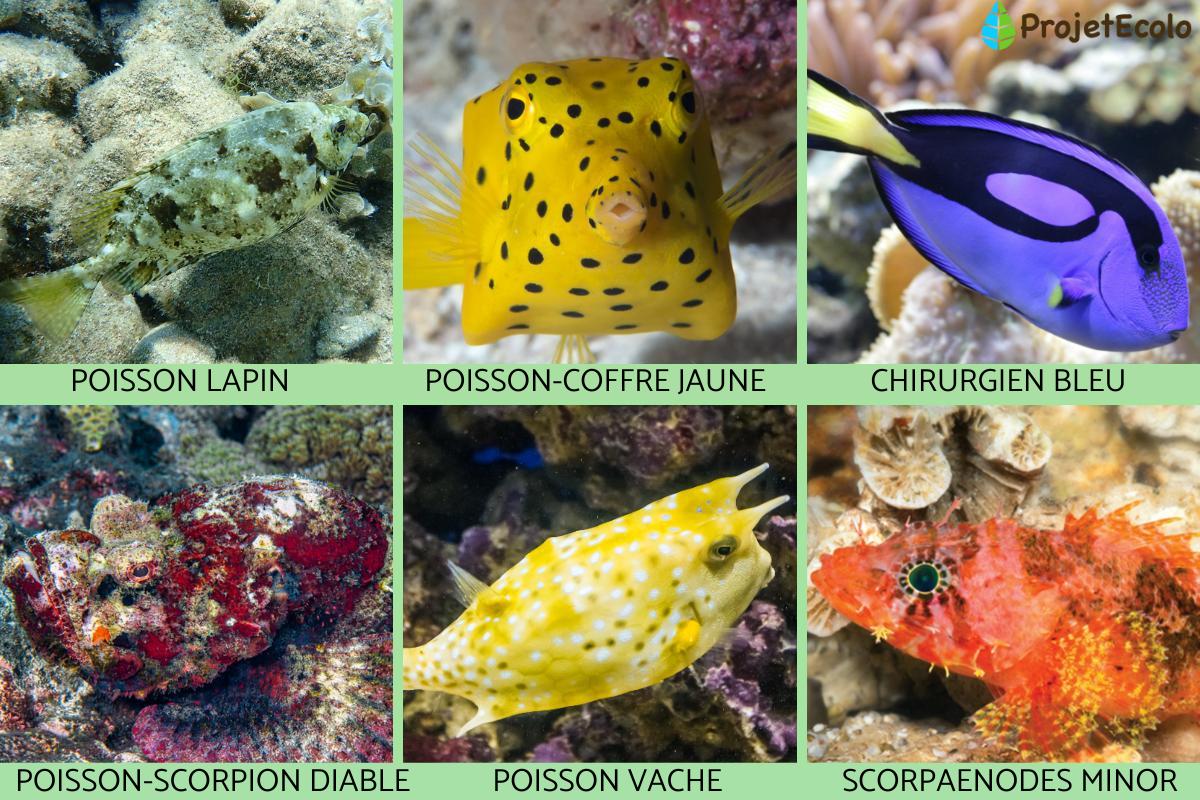 Les 12 POISSONS les PLUS VENIMEUX au MONDE : LISTE + PHOTOS