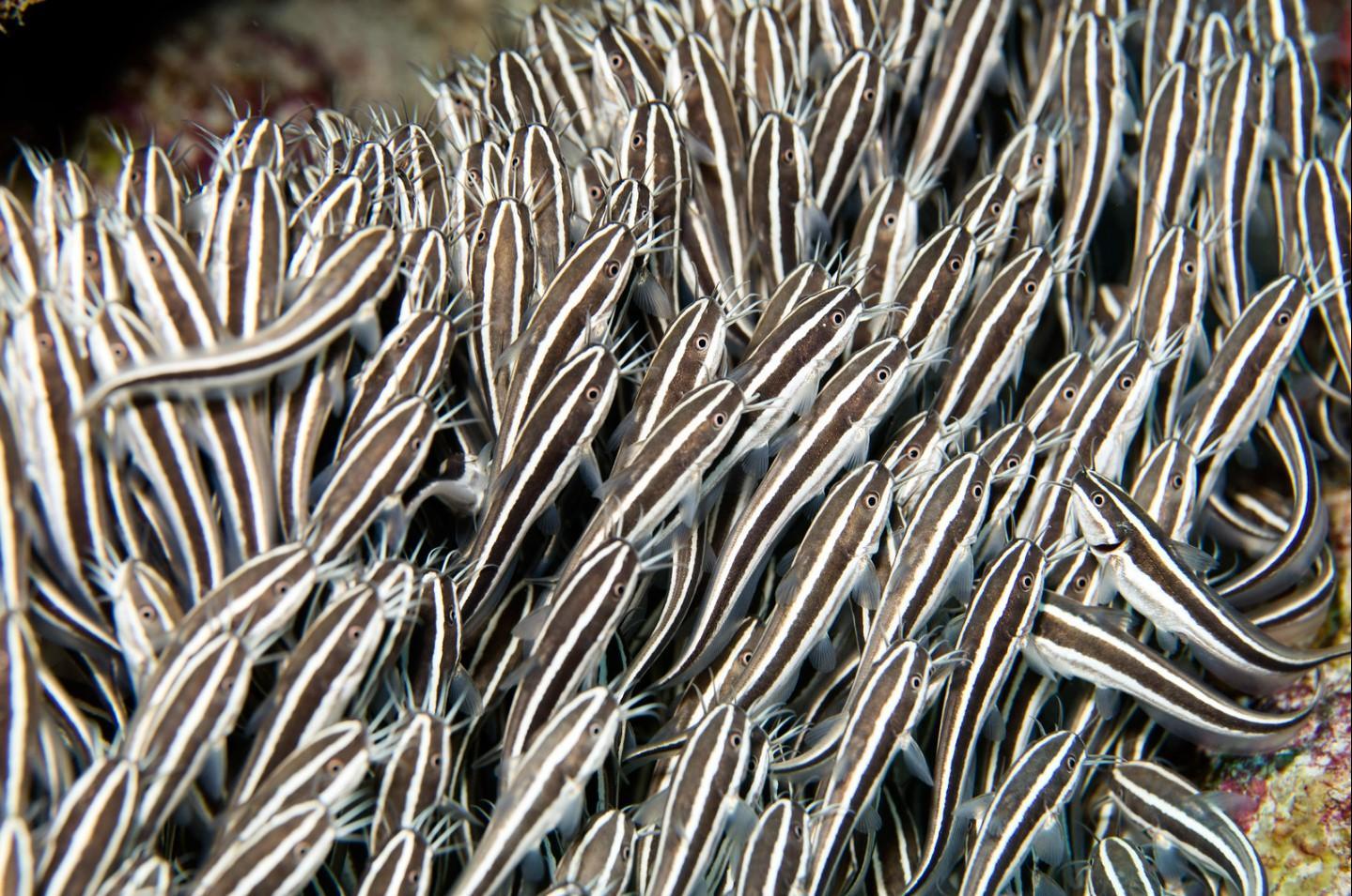 Les 12 POISSONS les PLUS VENIMEUX au MONDE : LISTE + PHOTOS