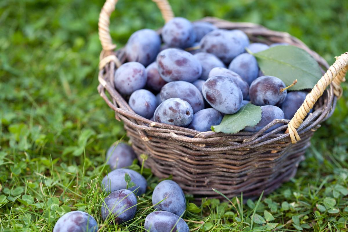 8 variétés de prunes - PHOTOS des variétés des PRUNES