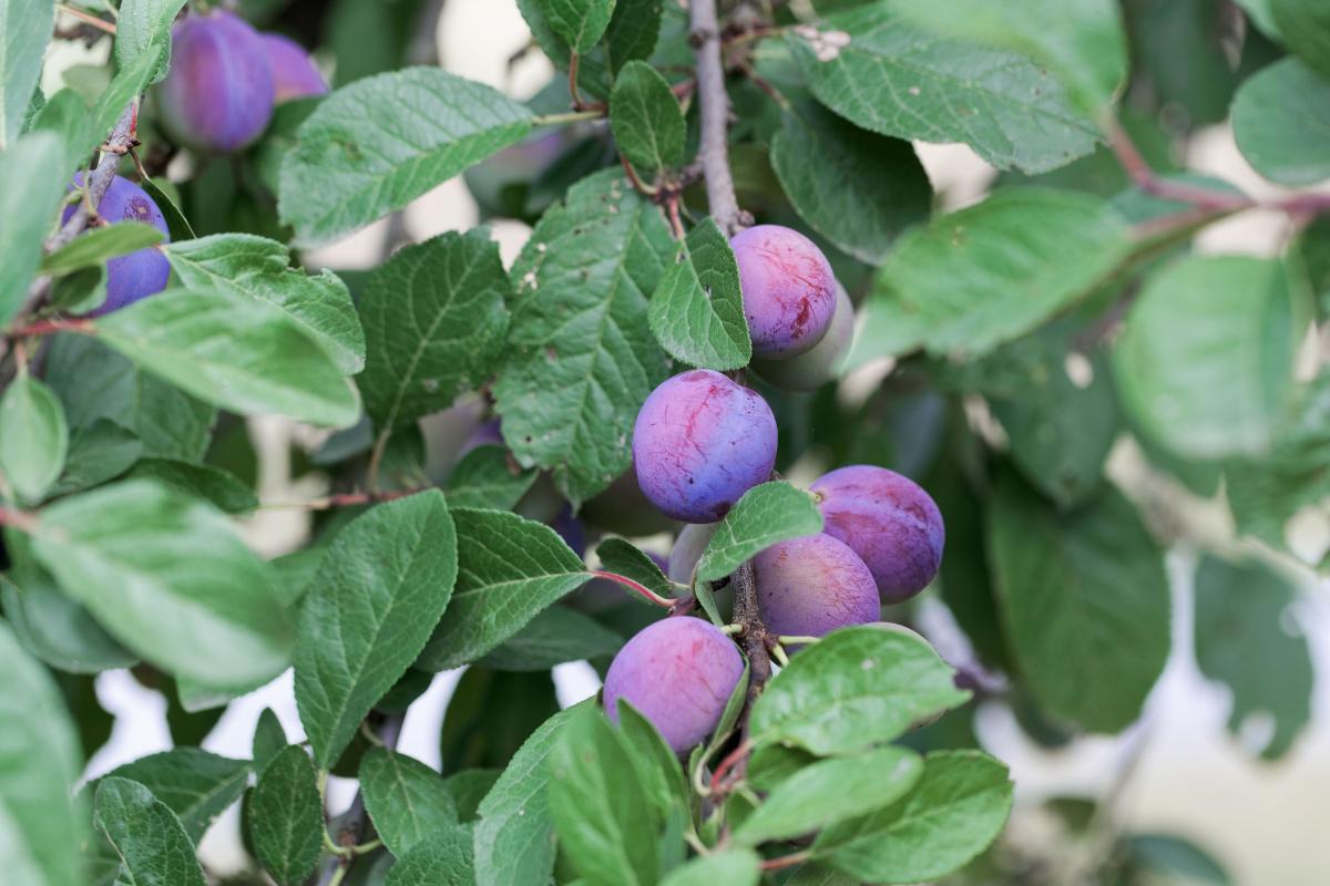 8 variétés de prunes - PHOTOS des variétés des PRUNES