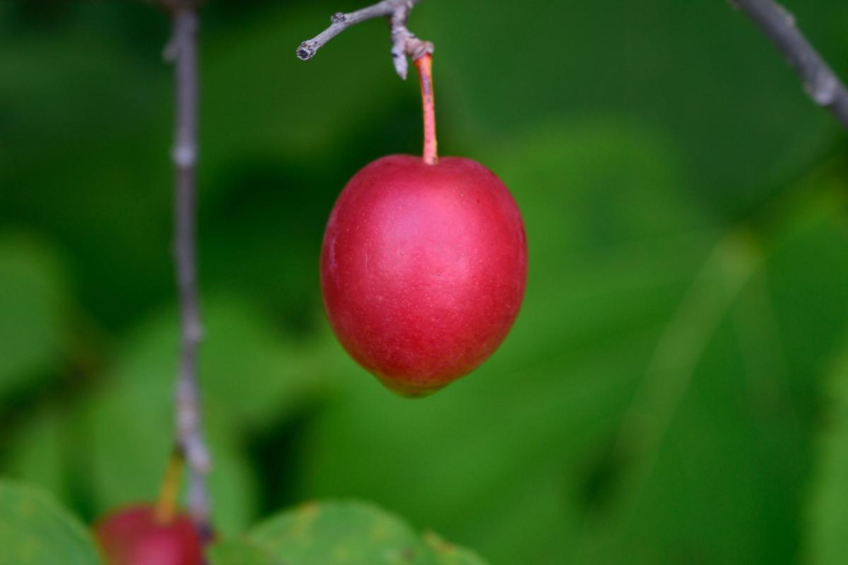 8 variétés de prunes - PHOTOS des variétés des PRUNES