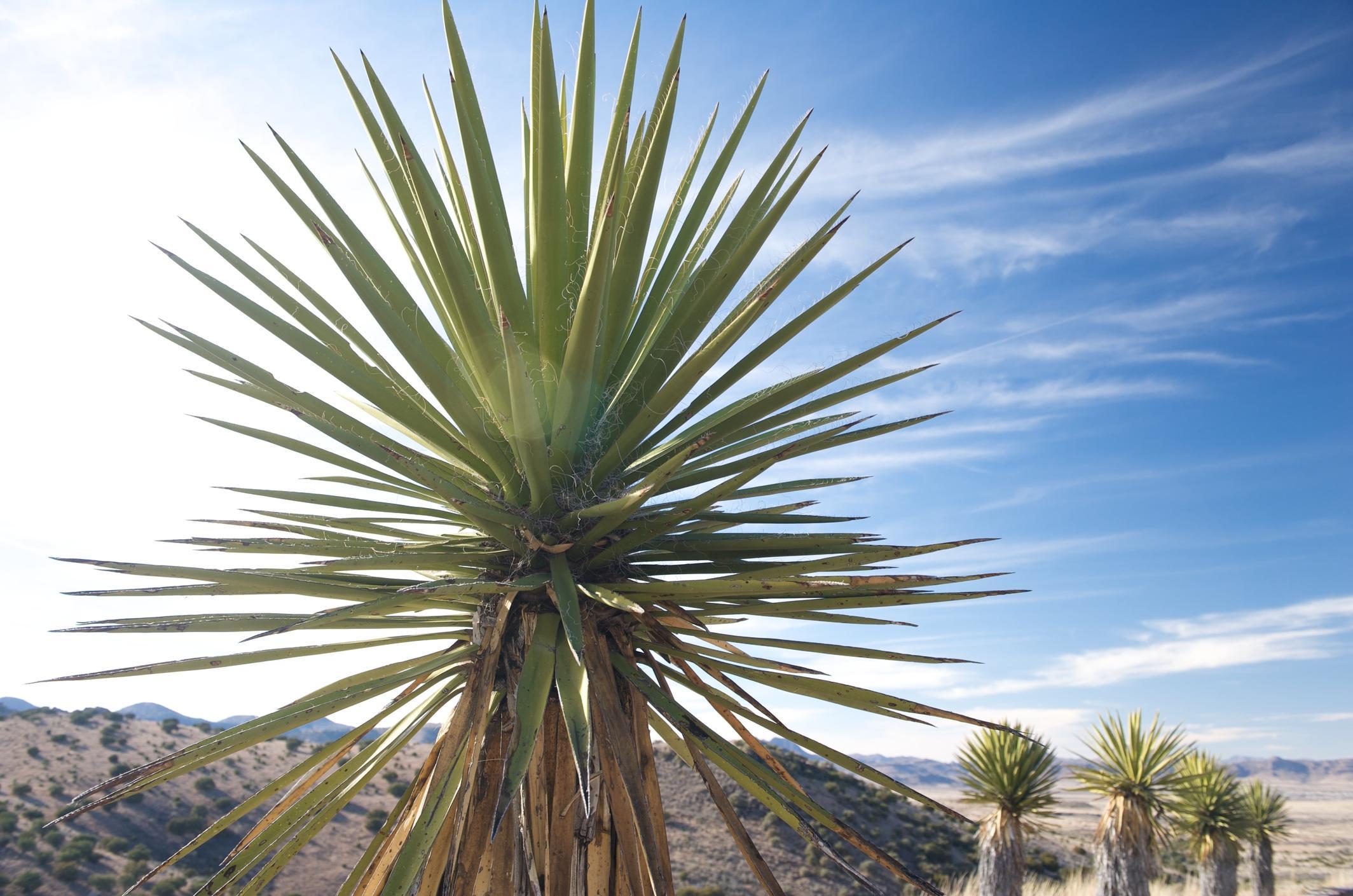 YUCCA : ENTRETIEN, ARROSAGE et BOUTURE - Guide complet