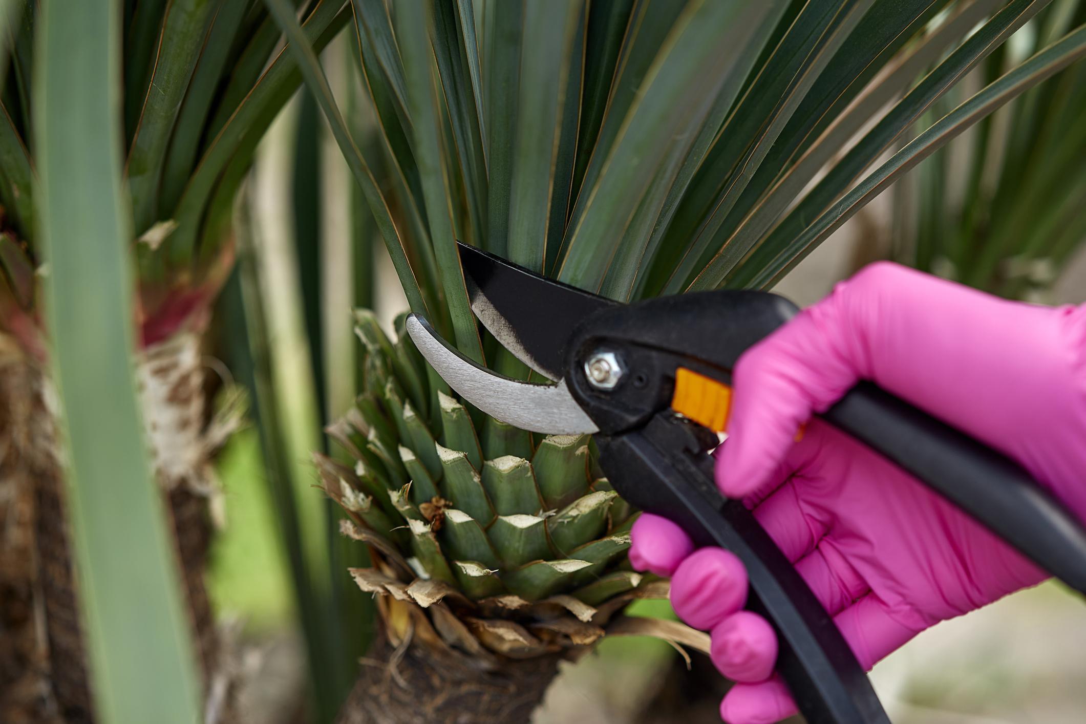 YUCCA : ENTRETIEN, ARROSAGE et BOUTURE - Guide complet