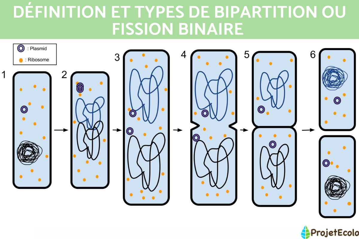 Bipartition ou fission binaire : Définition, étapes et types
