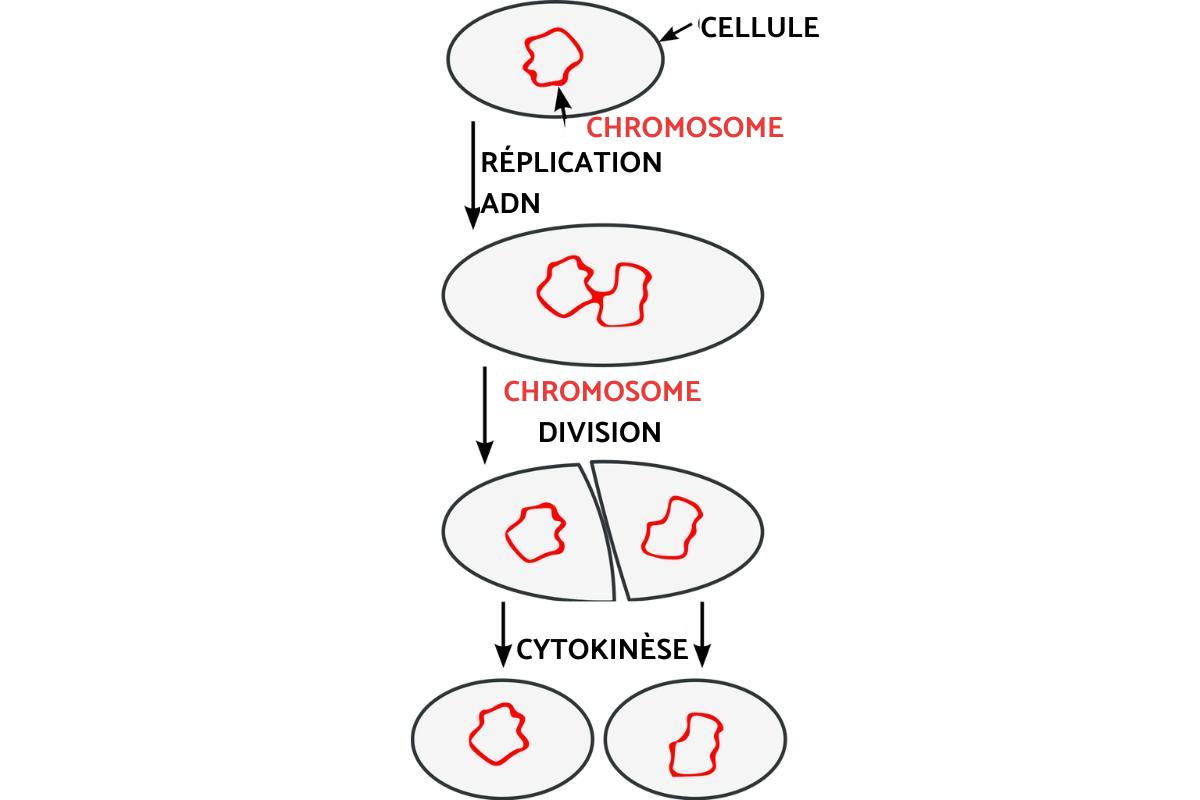 Bipartition ou fission binaire : Définition, étapes et types