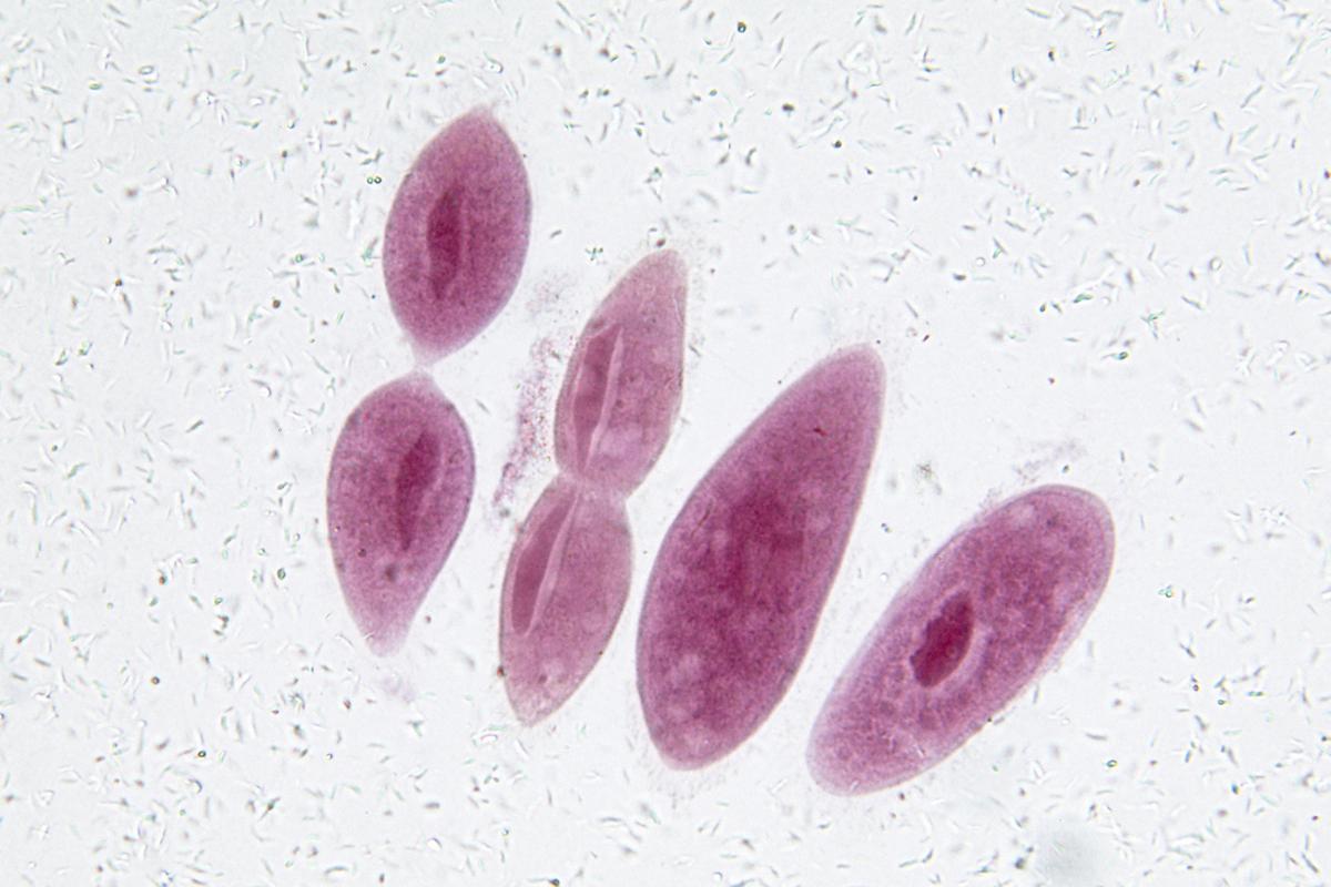Bipartition ou fission binaire : Définition, étapes et types