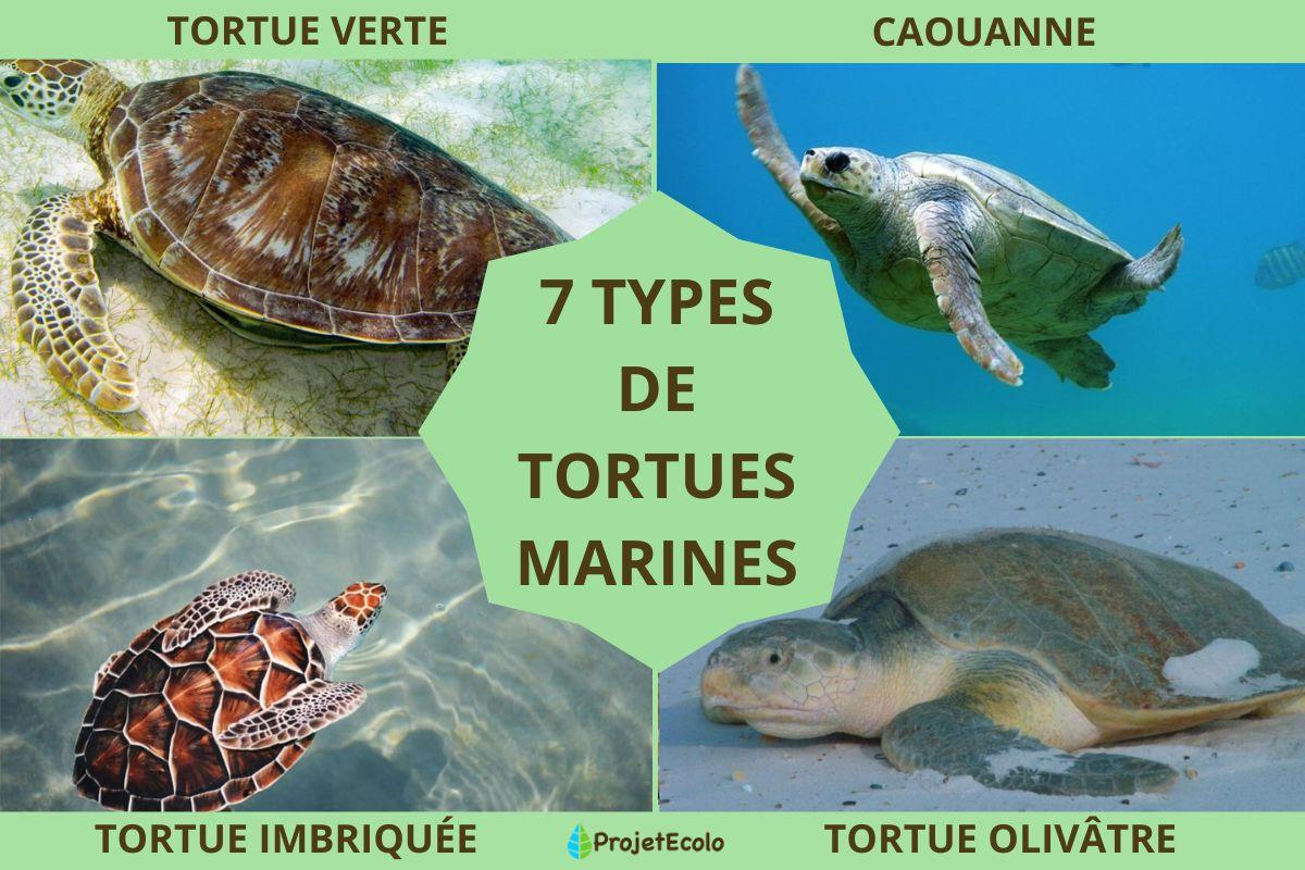 7 TYPES DE TORTUES MARINES - Tortues de mer