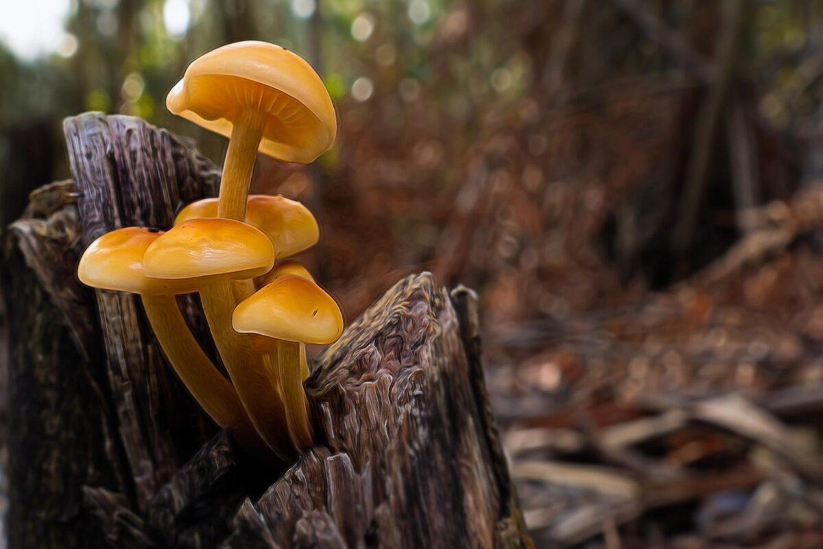 Basidiomycètes : caractéristiques, parties et exemples