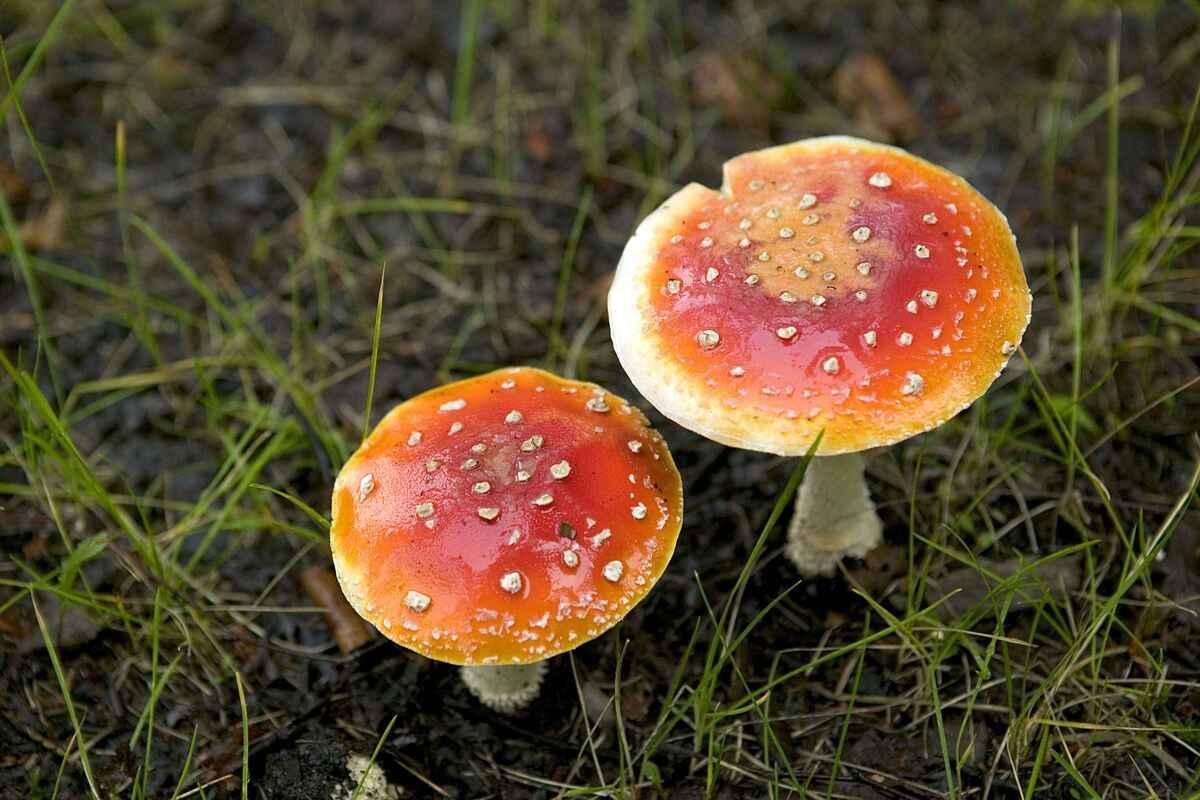 Basidiomycètes : caractéristiques, parties et exemples