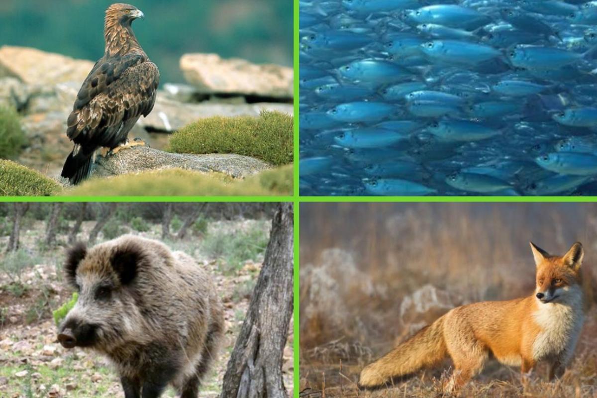 Faune et flore d'Allemagne - Caractéristiques et espèces