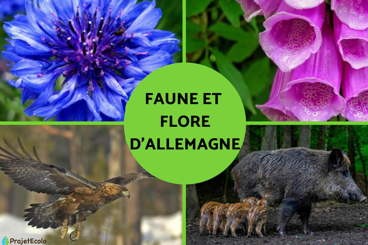 Faune et flore d'Allemagne - Caractéristiques et espèces