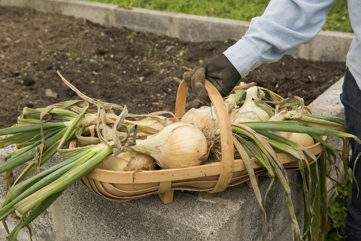 Comment PLANTER des OIGNONS