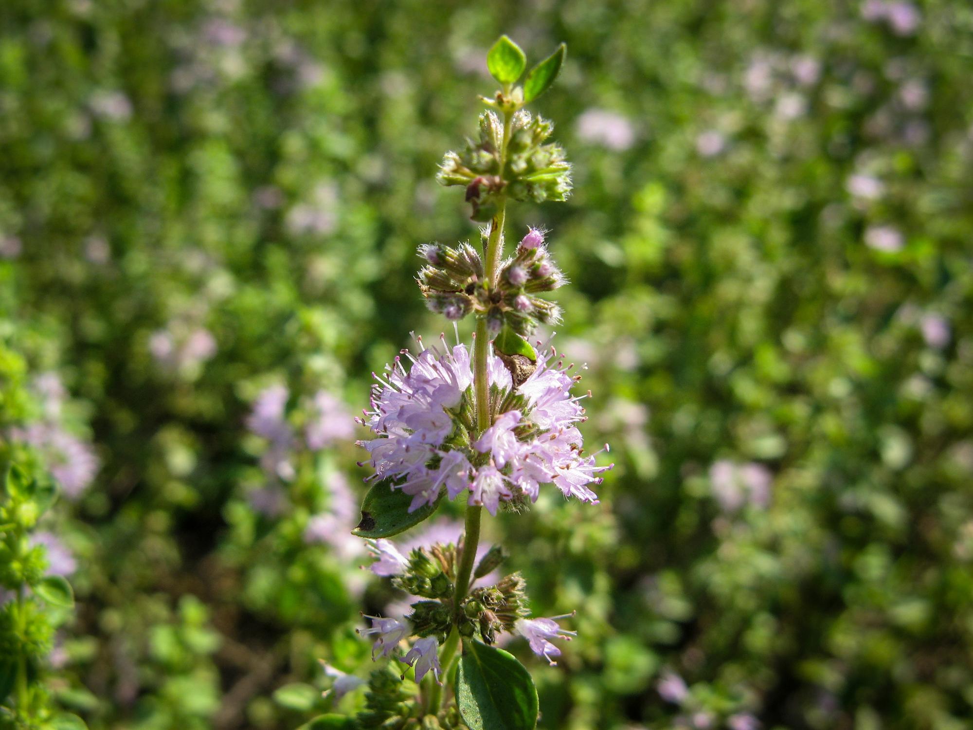 Menthe Pouliot : Bienfaits, dangers et propriétés