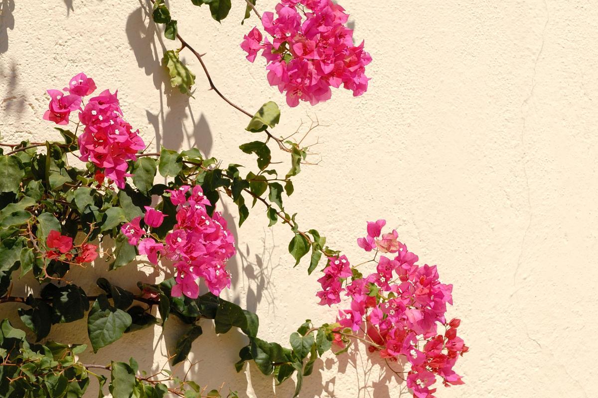 10 PLANTES GRIMPANTES VIVACES - Guide de jardinage