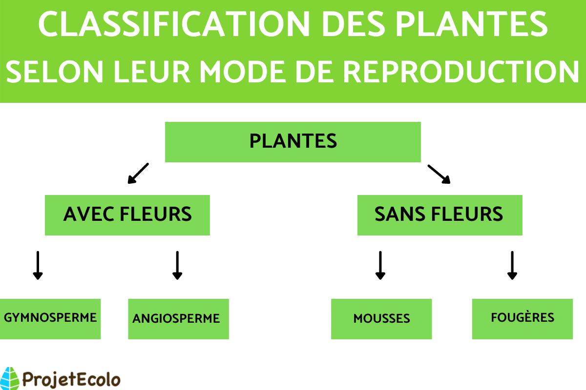 Types de plantes - Classification par Taille, Reproduction et Durée de vie