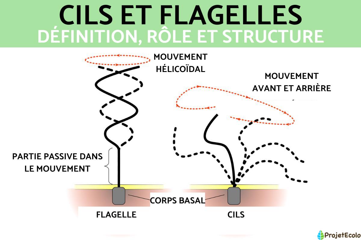 Cil et flagelle : définition, rôle et structure