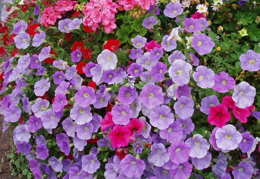 GUIDE PRATIQUE et CONSEILS D'ENTRETIEN DU PÉTUNIA
