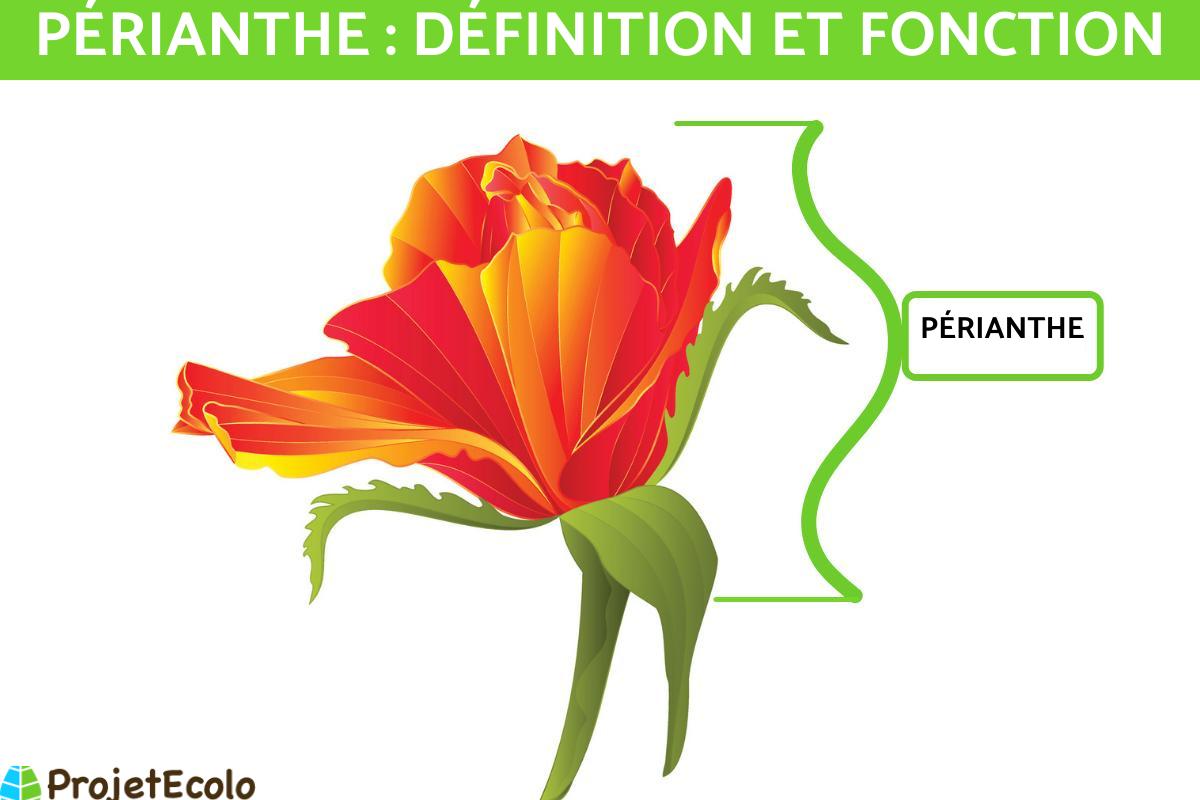 Périanthe : Définition et fonction - RÉSUMÉ avec SCHÉMA