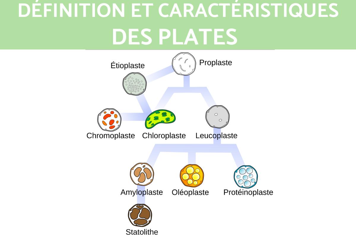 Plaste ou plastide : Définition, types et fonction