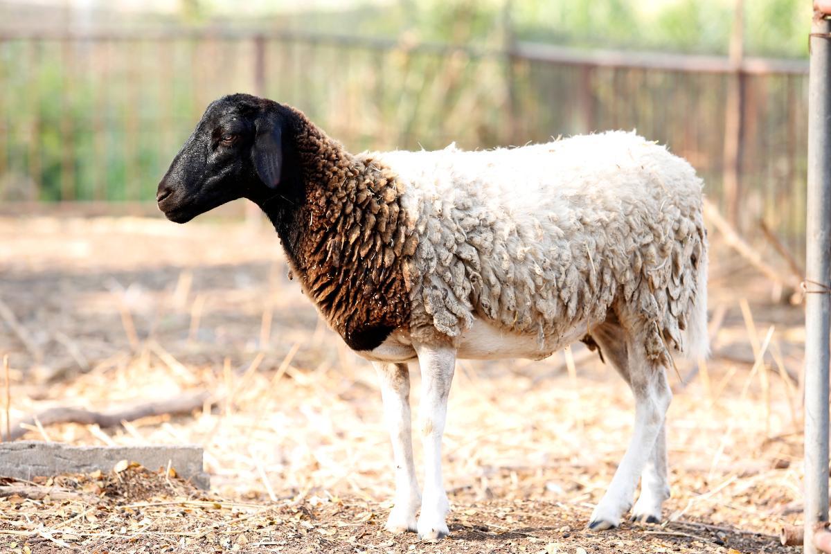 15 Races de moutons - Moutons : types et photos