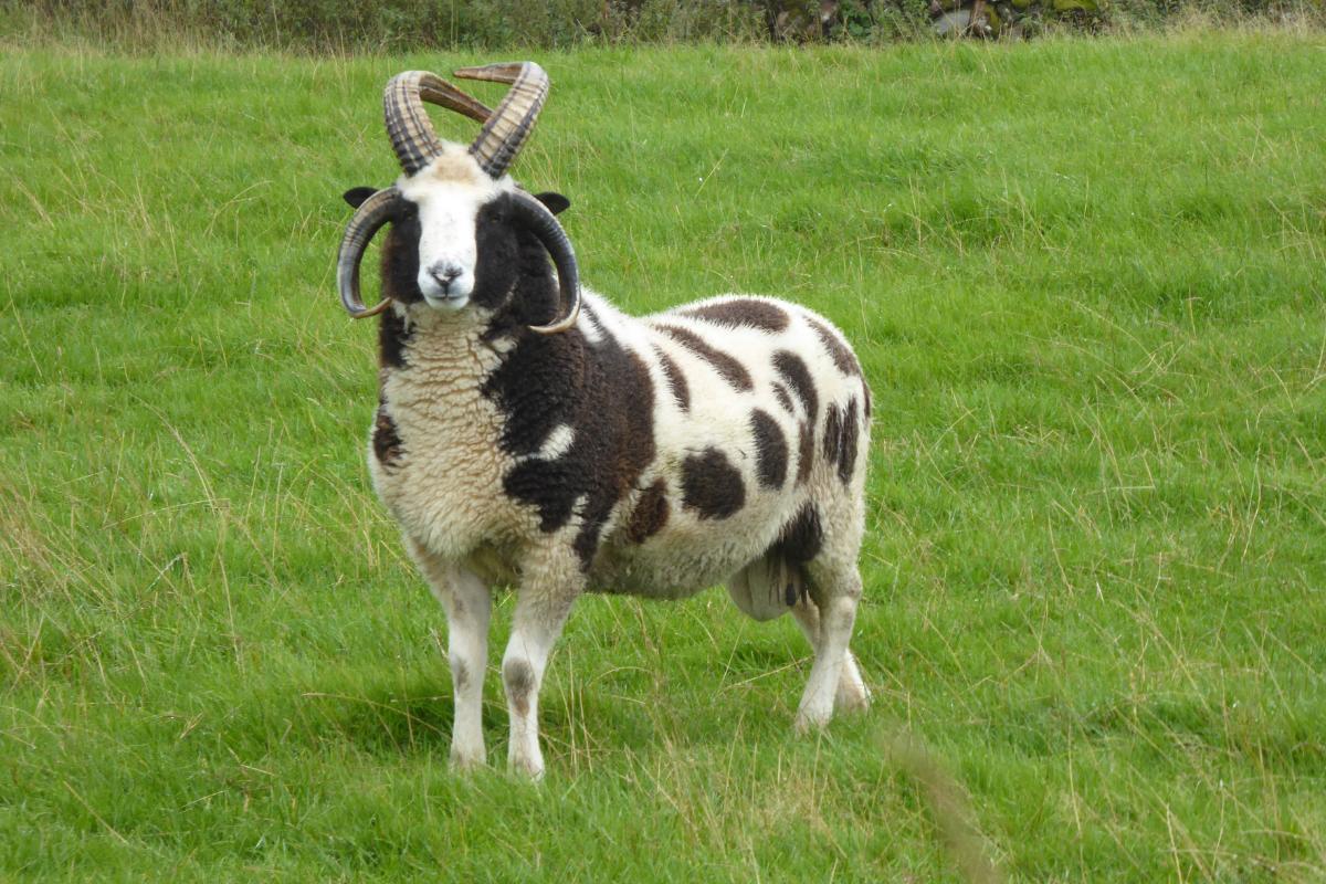 15 Races de moutons - Moutons : types et photos