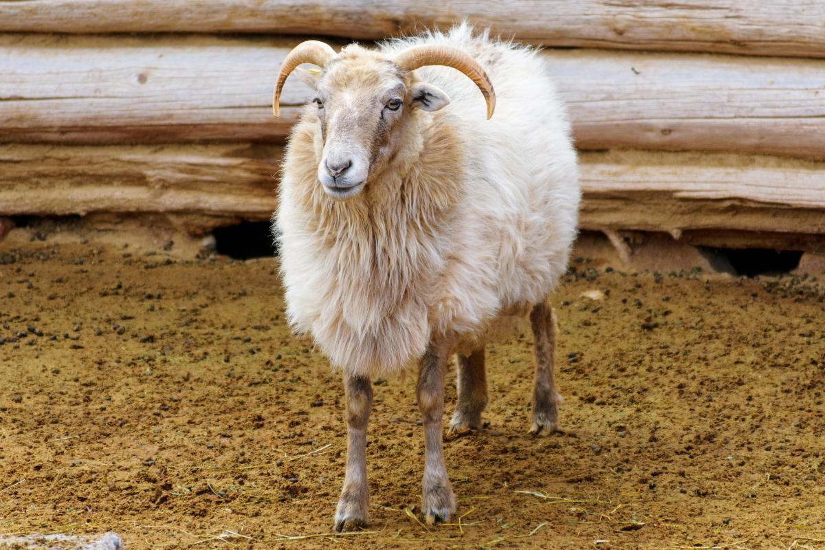 15 Races de moutons - Moutons : types et photos