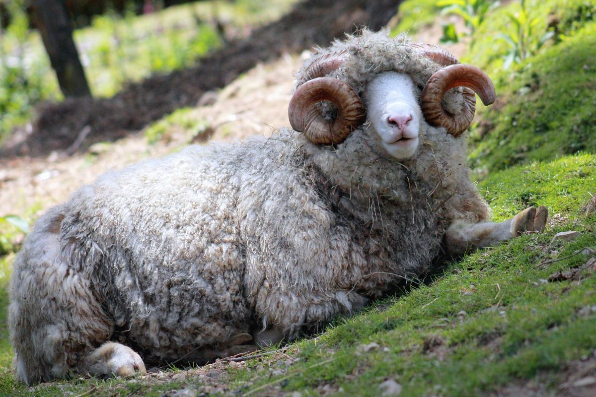 15 Races de moutons - Moutons : types et photos