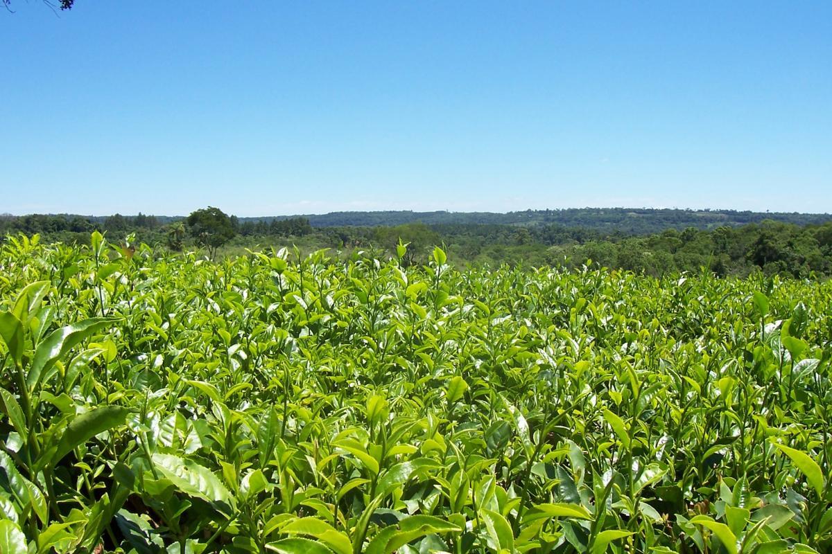 THÉ VERT BIOLOGIQUE : PROPRIÉTÉS et BIENFAITS