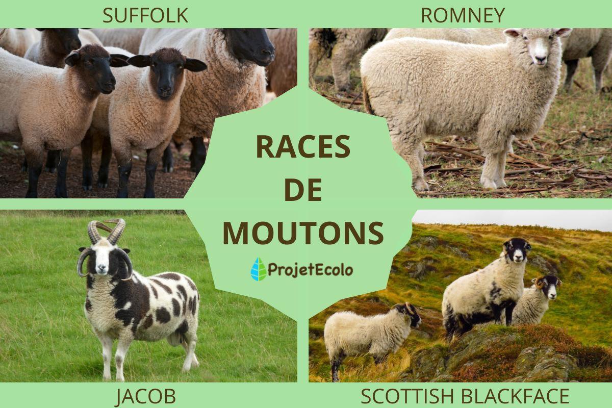 15 Races de moutons - Moutons : types et photos