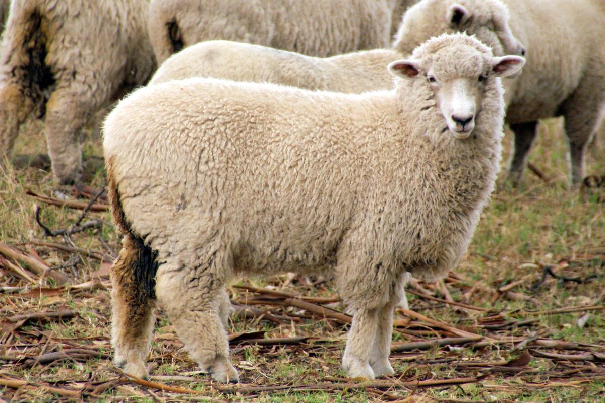 15 Races de moutons - Moutons : types et photos