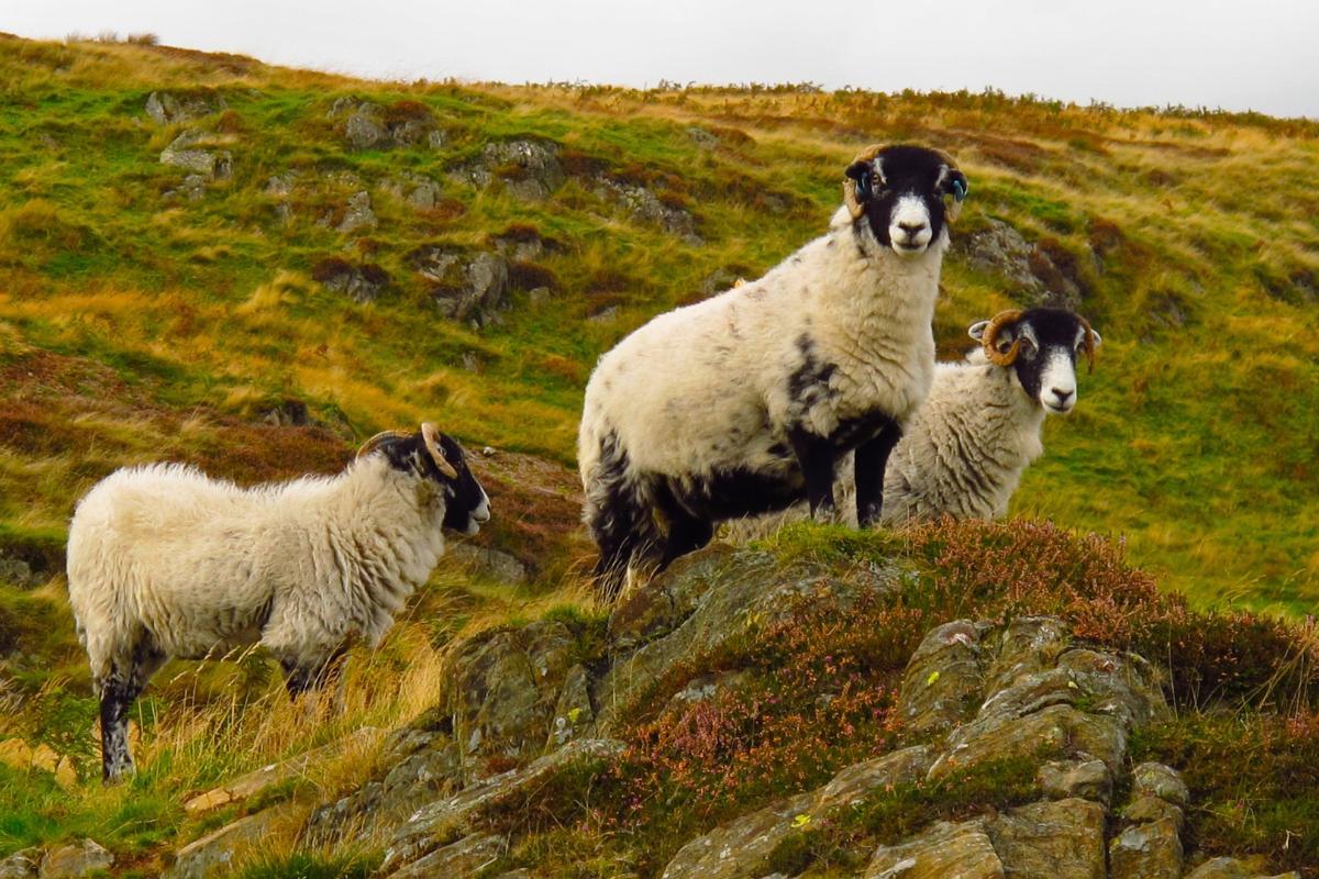 15 Races de moutons - Moutons : types et photos