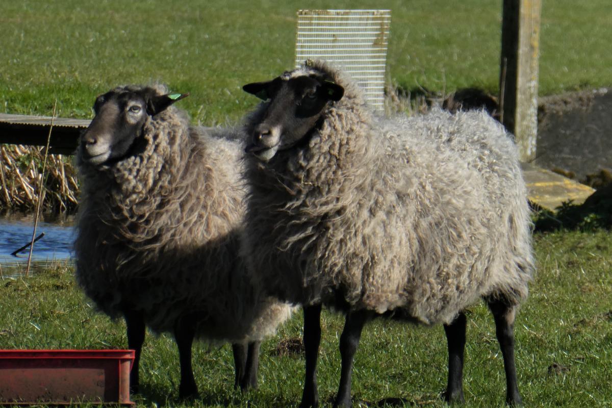 15 Races de moutons - Moutons : types et photos