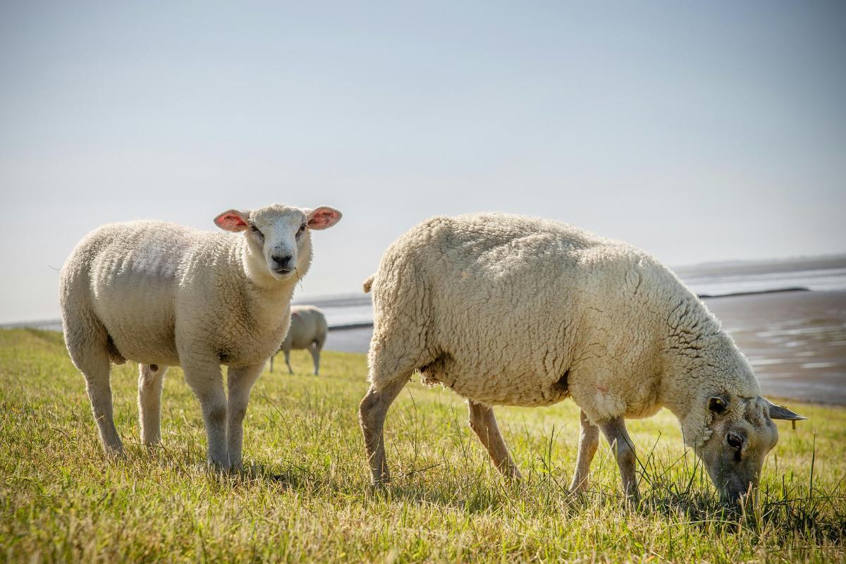 15 Races de moutons - Moutons : types et photos