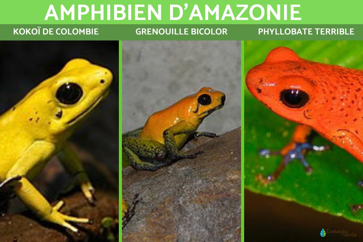 + de 30 ANIMAUX D'AMAZONIE - Liste avec PHOTOS
