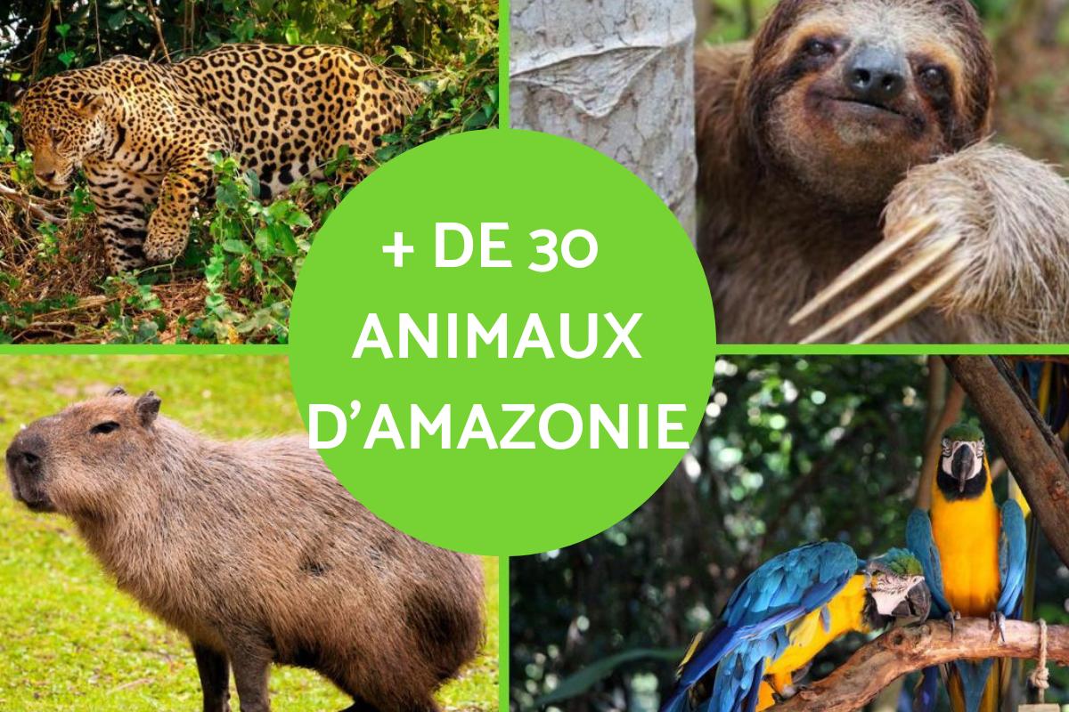 + de 30 ANIMAUX D'AMAZONIE - Liste avec PHOTOS