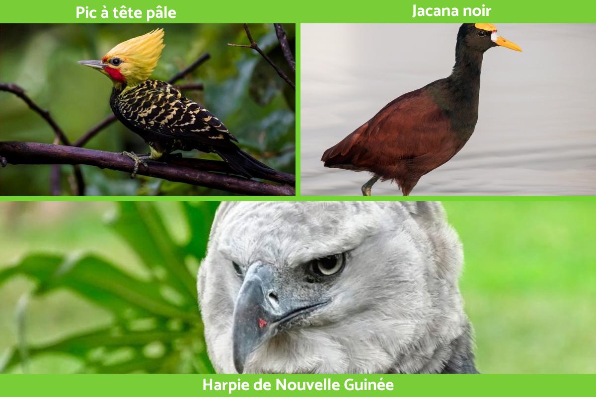 + de 30 ANIMAUX D'AMAZONIE - Liste avec PHOTOS