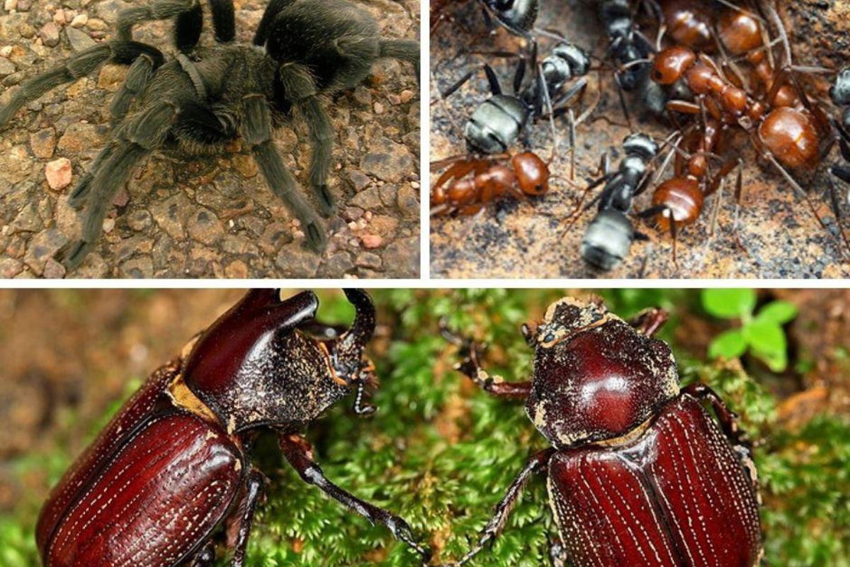 + de 30 ANIMAUX D'AMAZONIE - Liste avec PHOTOS