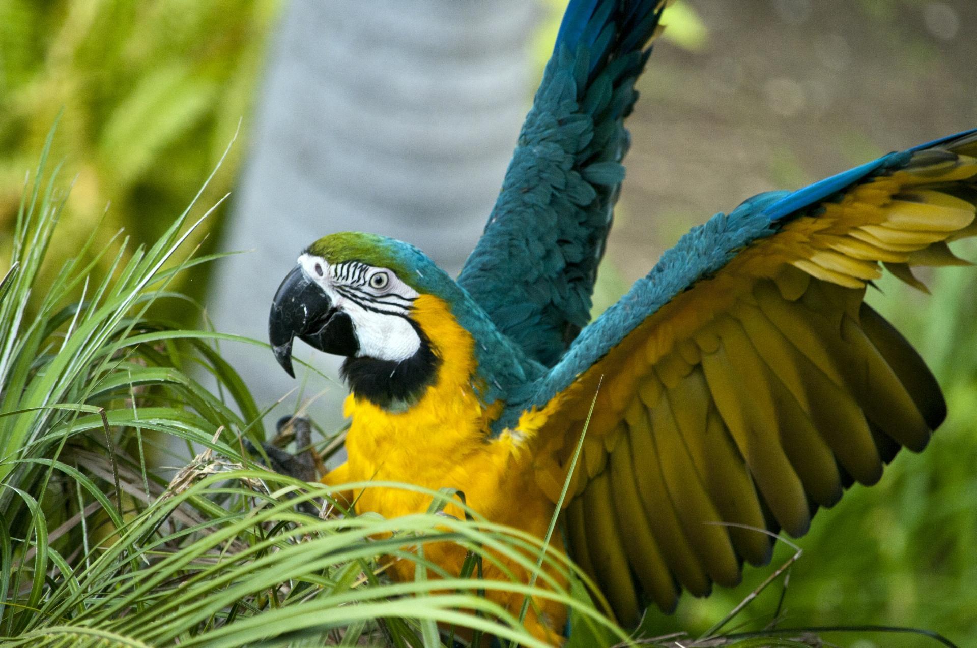 + de 30 ANIMAUX D'AMAZONIE - Liste avec PHOTOS