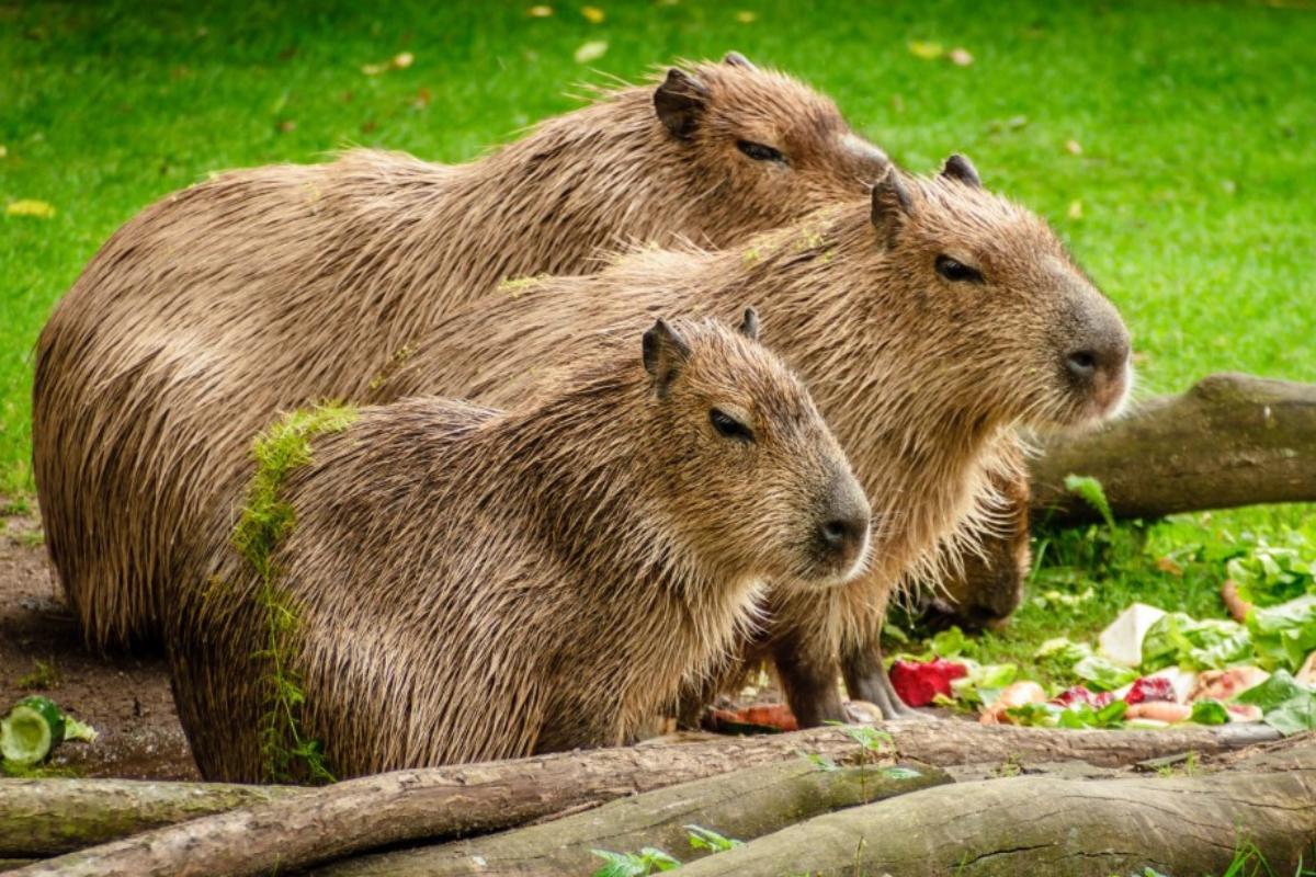+ de 30 ANIMAUX D'AMAZONIE - Liste avec PHOTOS