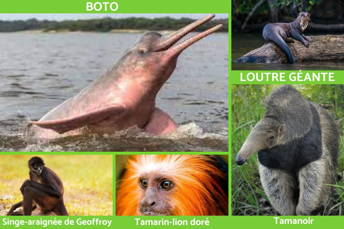 + de 30 ANIMAUX D'AMAZONIE - Liste avec PHOTOS