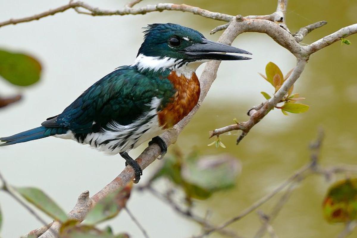 + de 30 ANIMAUX D'AMAZONIE - Liste avec PHOTOS