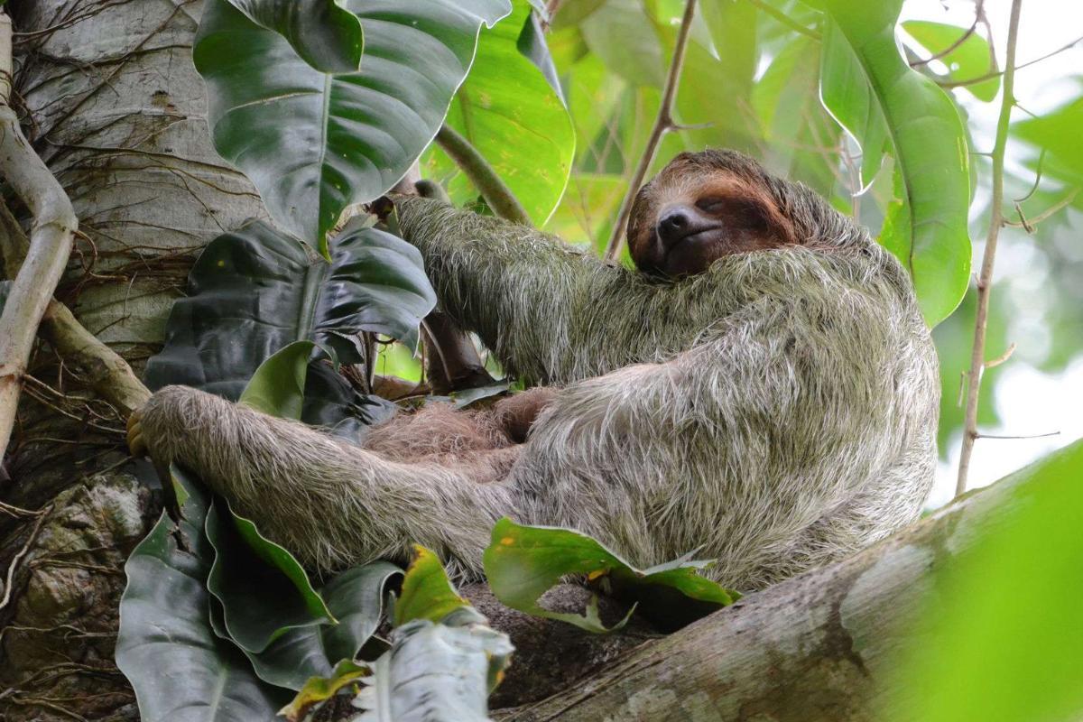 + de 30 ANIMAUX D'AMAZONIE - Liste avec PHOTOS