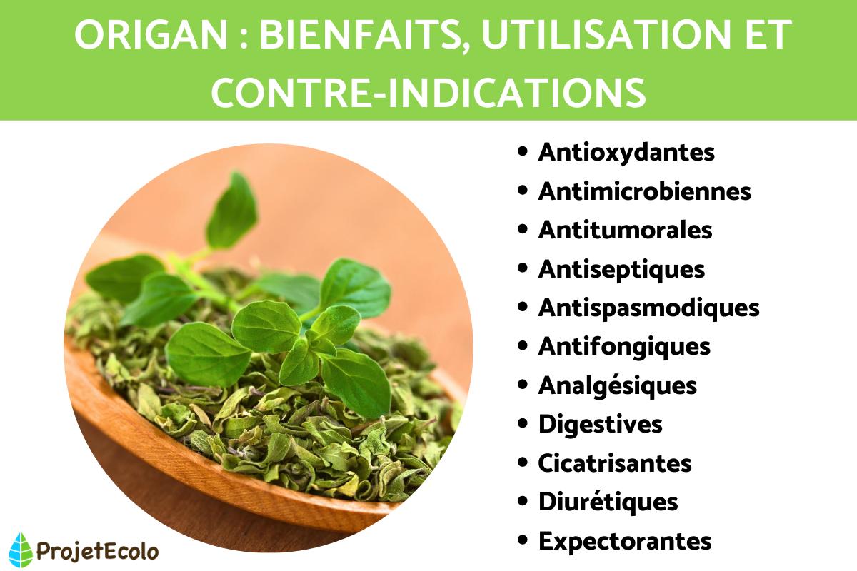 ORIGAN : BIENFAITS, UTILISATION et CONTRE-INDICATIONS ORIGAN : BIENFAITS, UTILISATION et CONTRE-INDICATIONS
